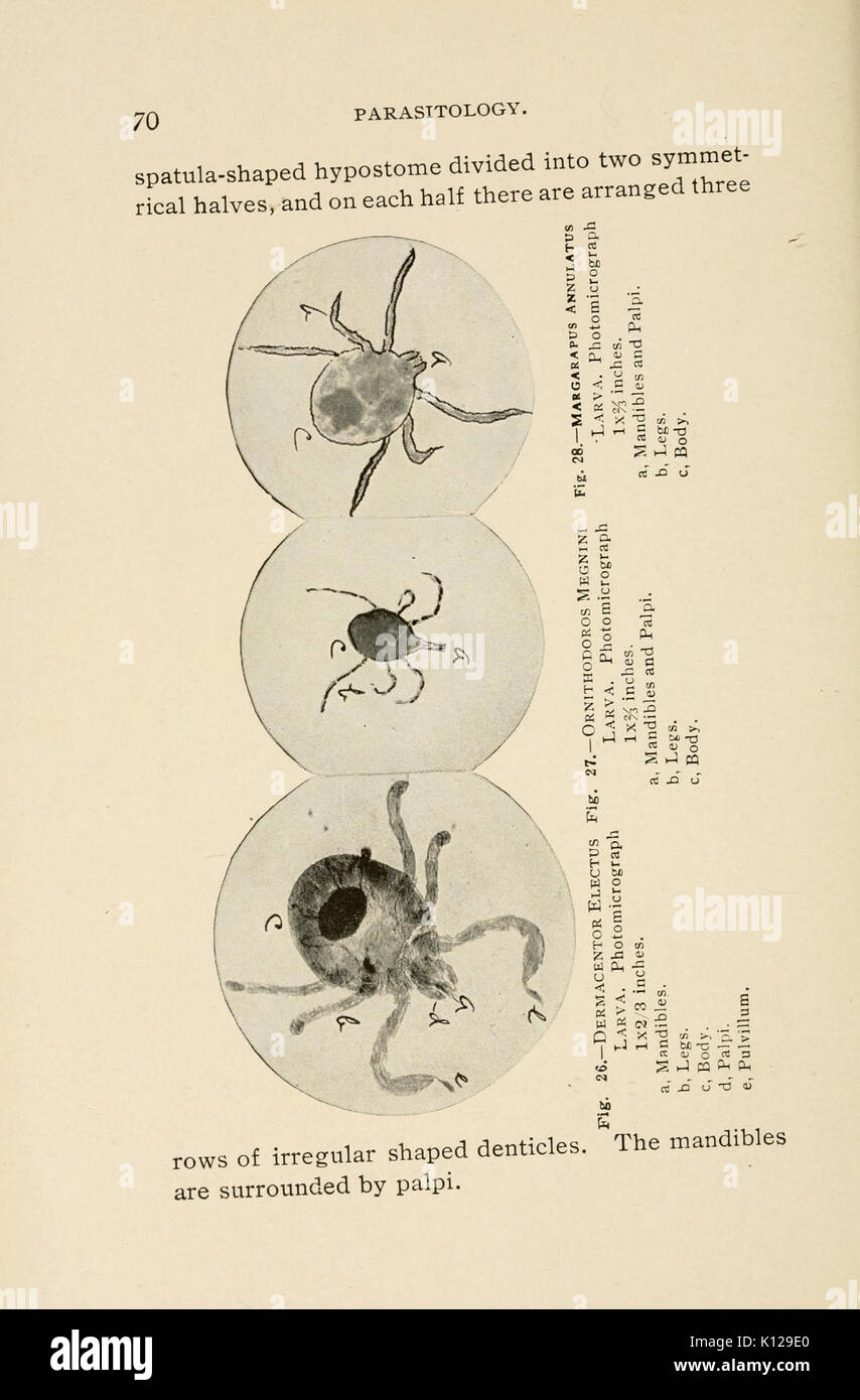 Animal parasites and parasitic diseases (Page 70) BHL21238887 Stock ...