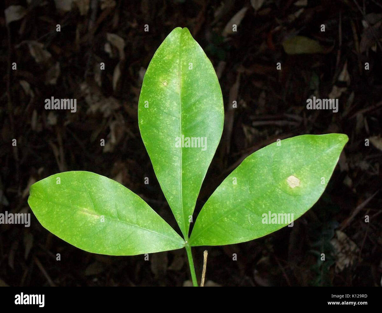 Tamarind plant hi-res stock photography and images - Alamy