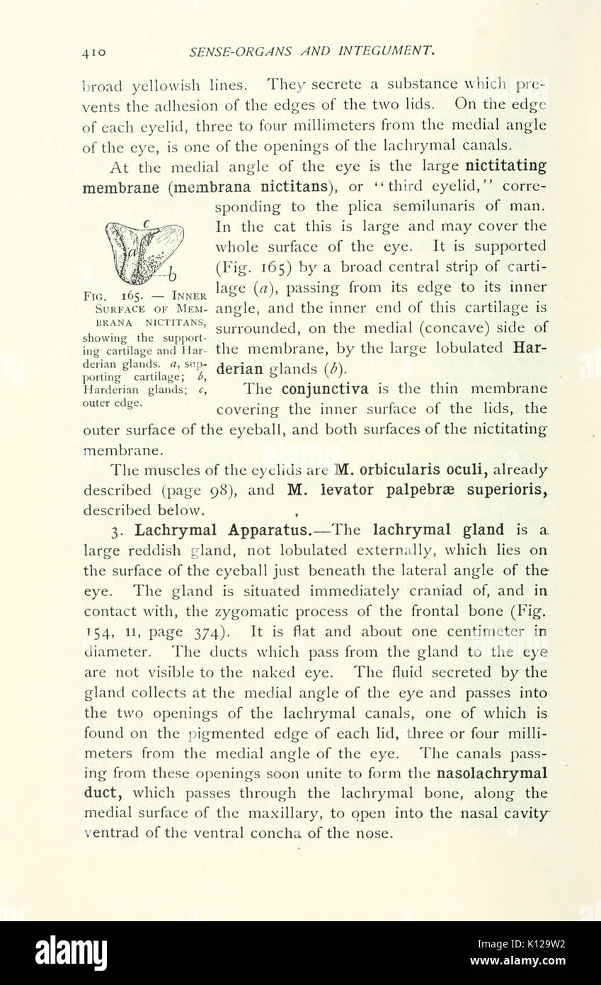 An anatomical illustration of a cat, featured on page 410 of the BHL ...