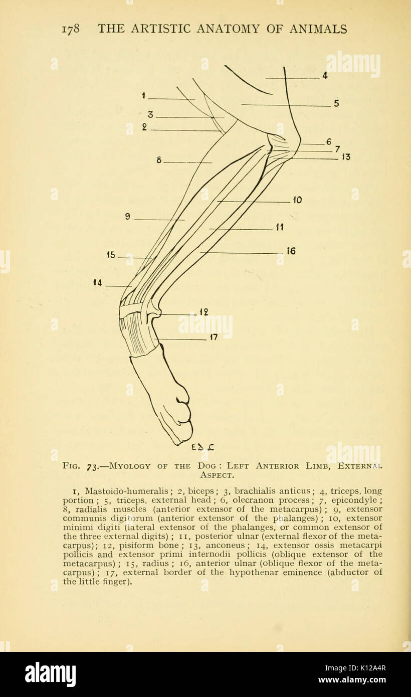 Artistic Anatomy Of Animals Page 178 Bhl22847573 Stock Photo Alamy