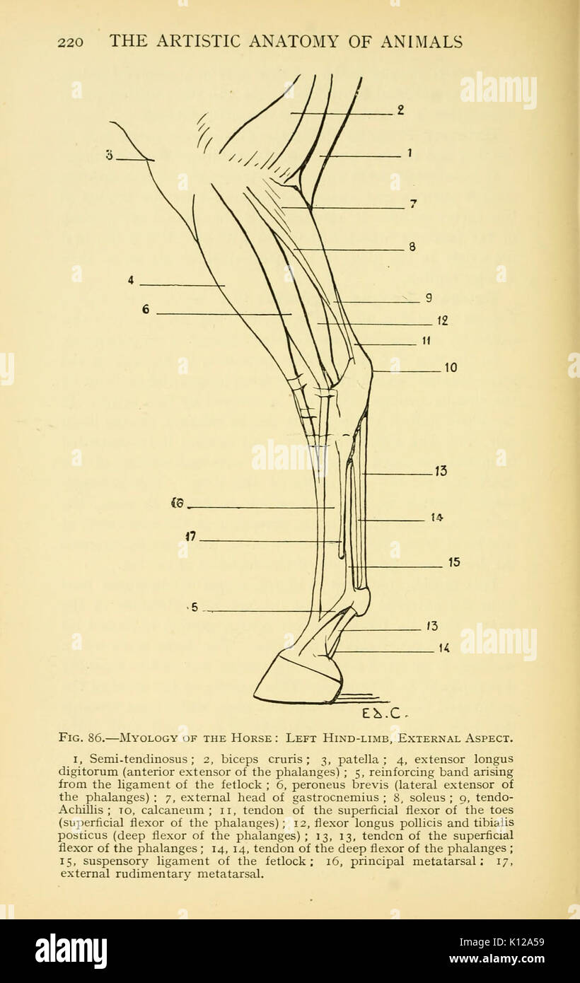 Artistic anatomy of animals (Page 220) BHL22847615 Stock Photo - Alamy