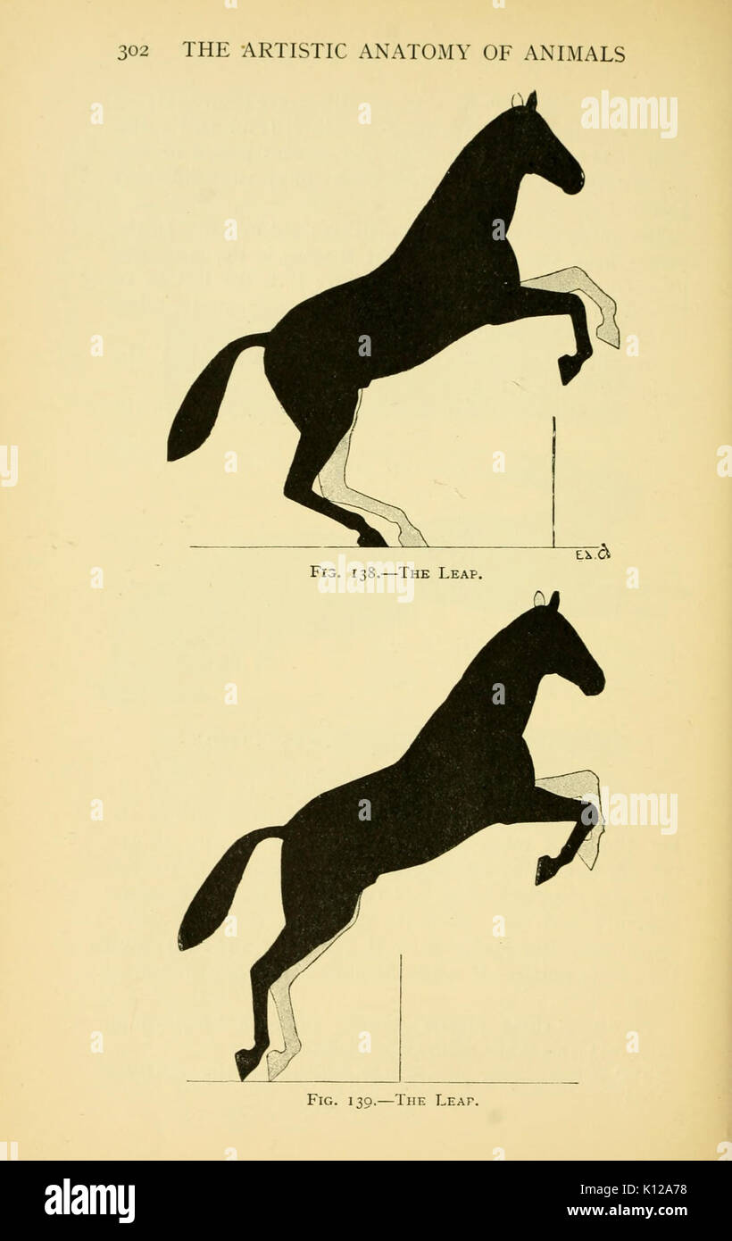 Anatomy of animals hi-res stock photography and images - Alamy