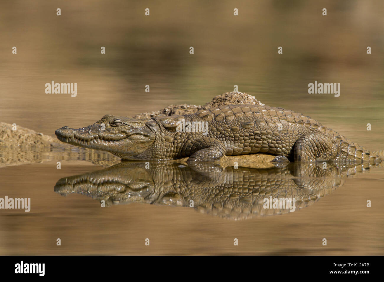 Mugger Crocodile or Marsh Crocodile (Crocodylus palustris), a ...