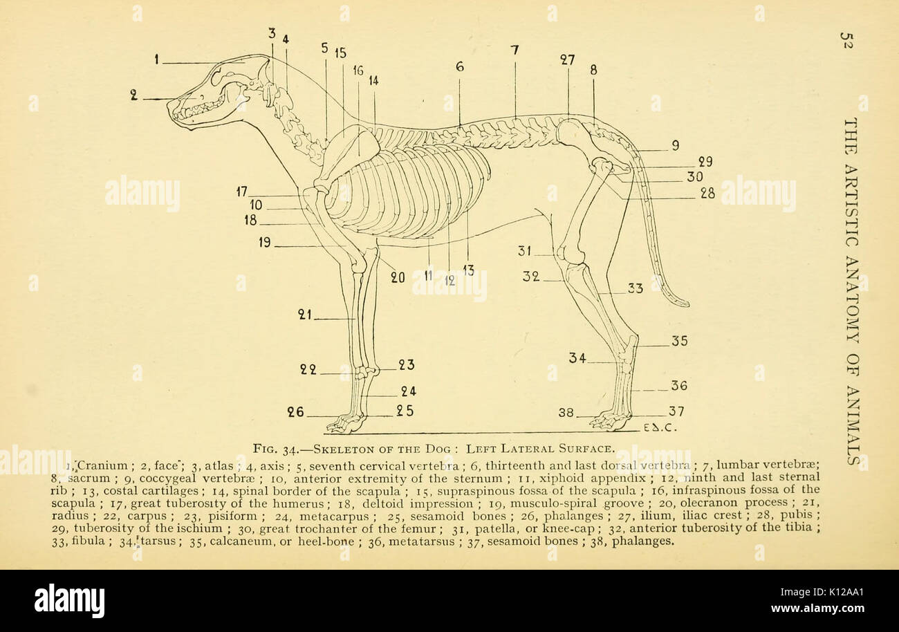 Artistic anatomy of animals (Page 52) BHL22847445 Stock Photo - Alamy