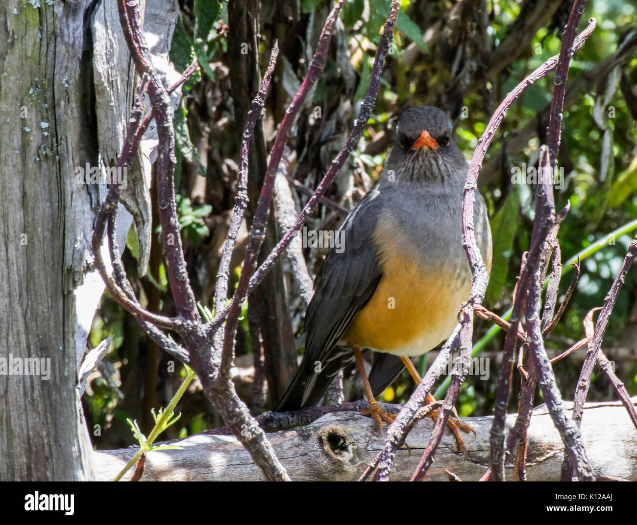 Trast hi-res stock photography and images - Alamy