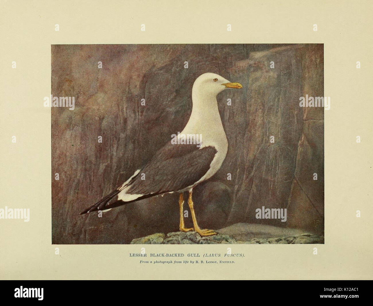 Animal behavior harvard university hi-res stock photography and images ...