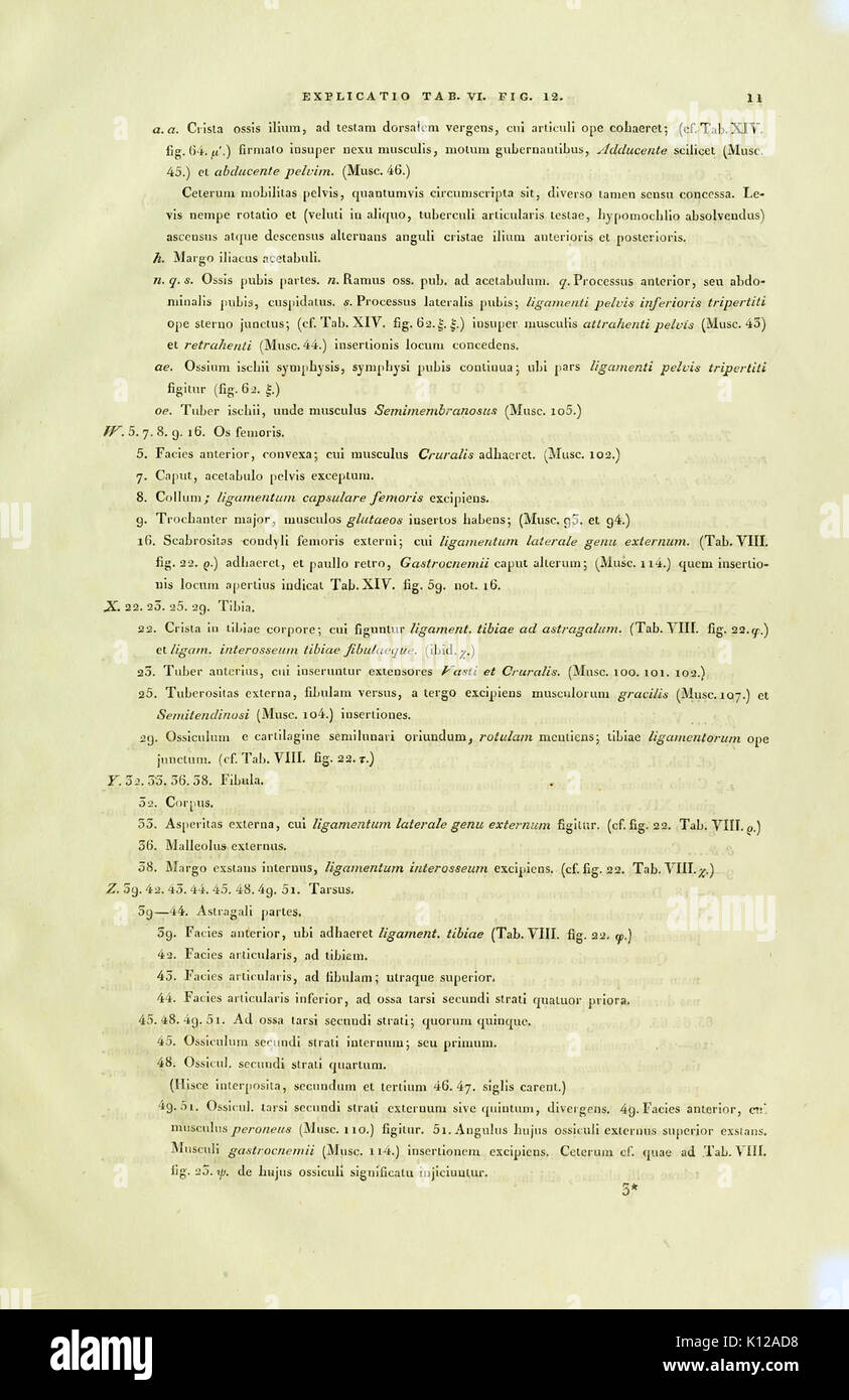 Anatome testudinis Europaeae (Page 11) BHL3271403 Stock Photo - Alamy
