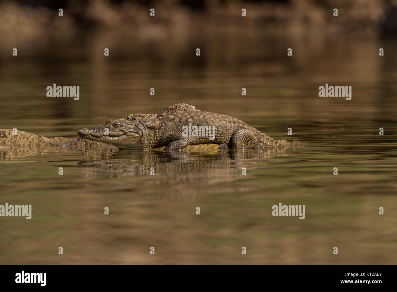Mugger Crocodile or Marsh Crocodile (Crocodylus palustris), a ...
