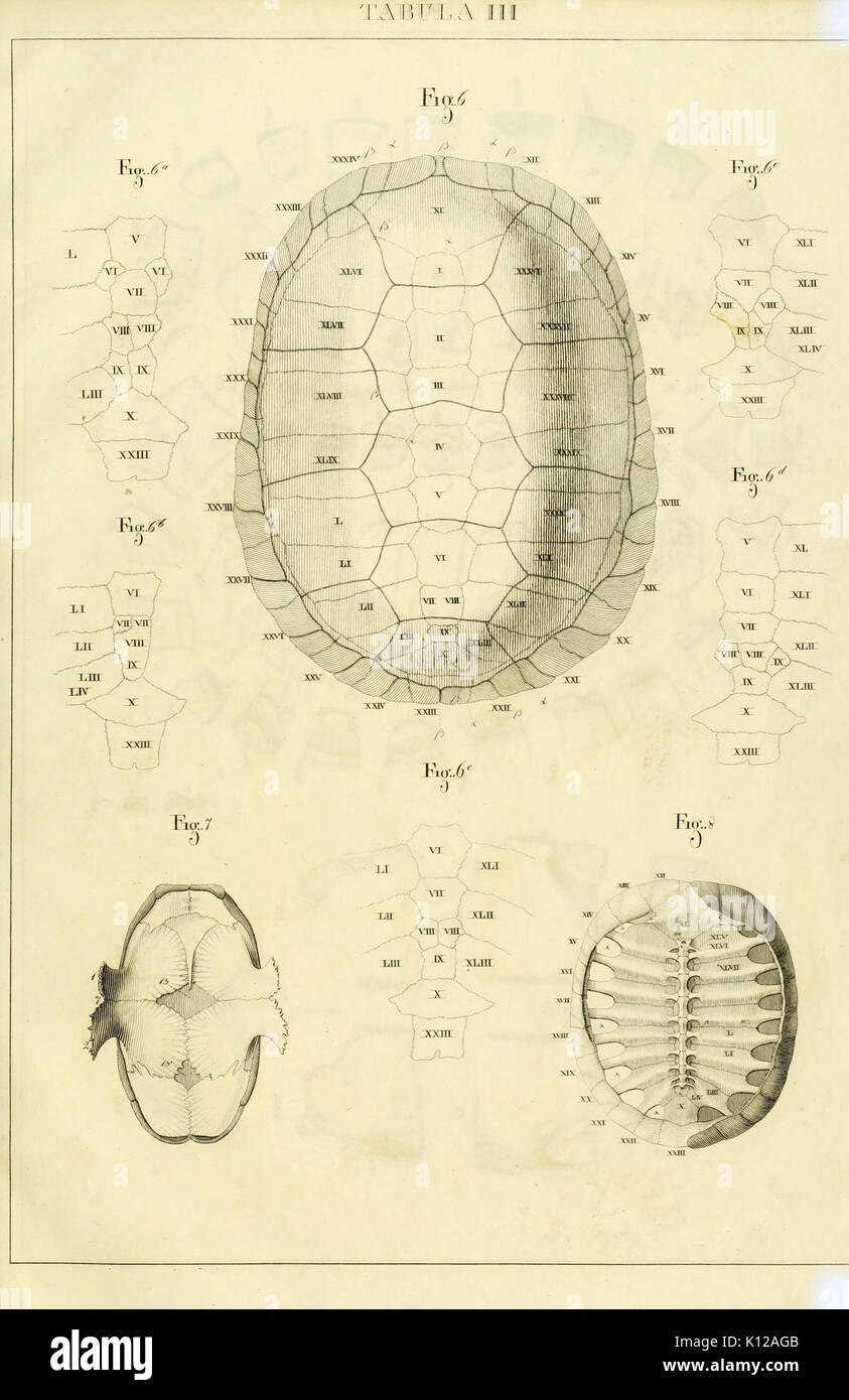 A detailed anatomical illustration from 'Anatome Testudinis Europaeae ...