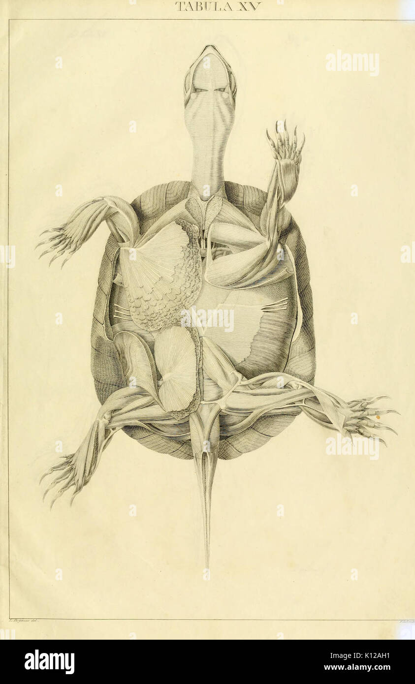 Anatome testudinis Europaeae (Tabula XV) BHL3271484 Stock Photo - Alamy