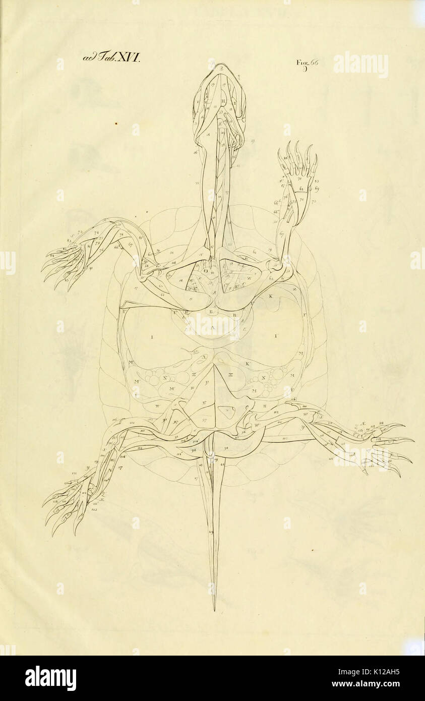 Anatome testudinis Europaeae (ad Tab XVI) BHL3271475 Stock Photo - Alamy