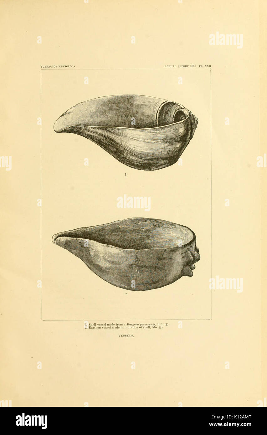 Art in shell of the ancient Americans BHL11258636 Stock Photo - Alamy