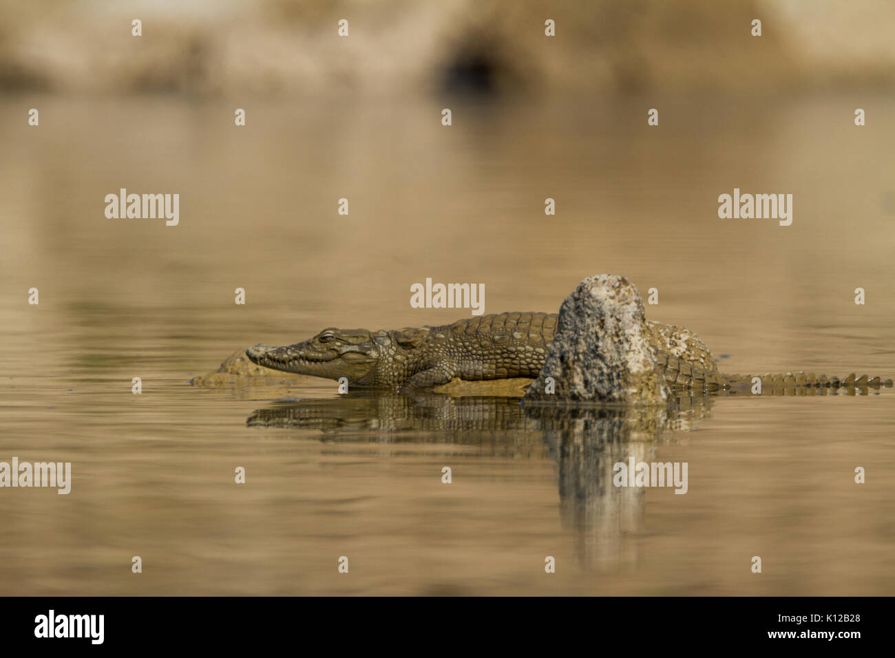 Mugger Crocodile or Marsh Crocodile (Crocodylus palustris), a ...