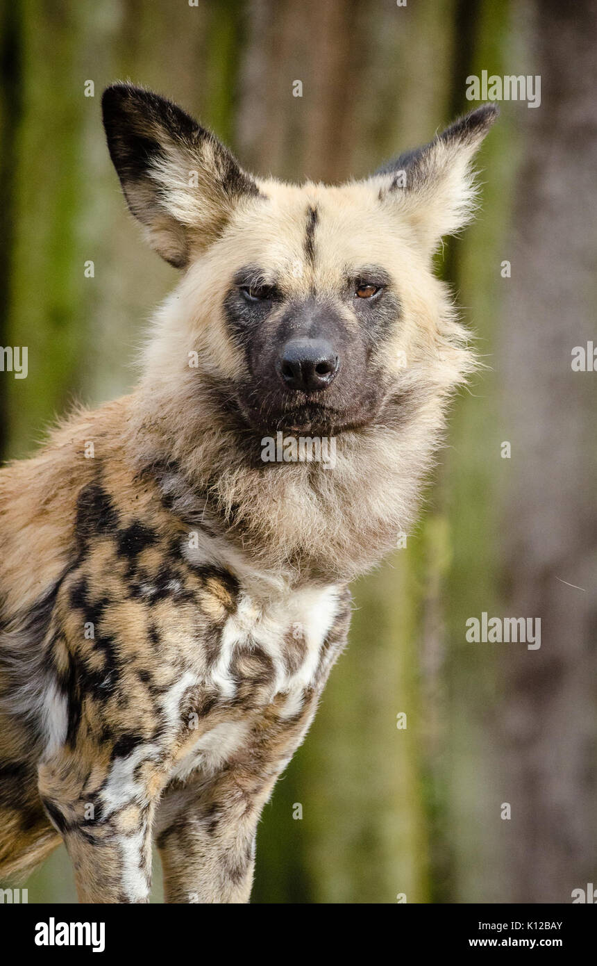 The African wild dog is an endangered species native to sub-Saharan ...