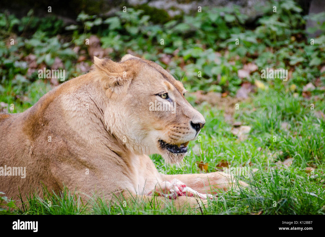 Lion management hi-res stock photography and images - Alamy