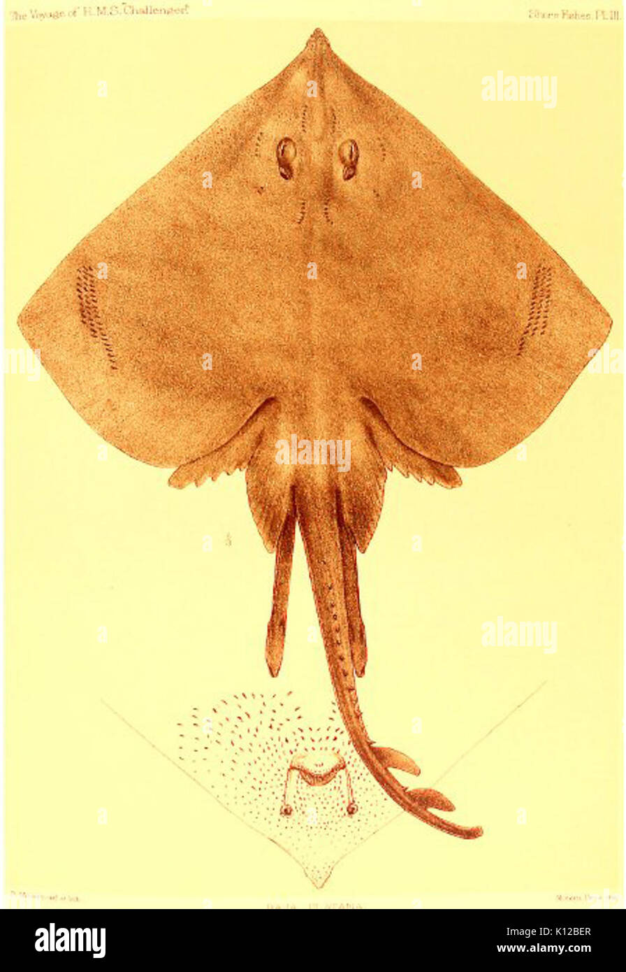 Benthic ray hi-res stock photography and images - Alamy