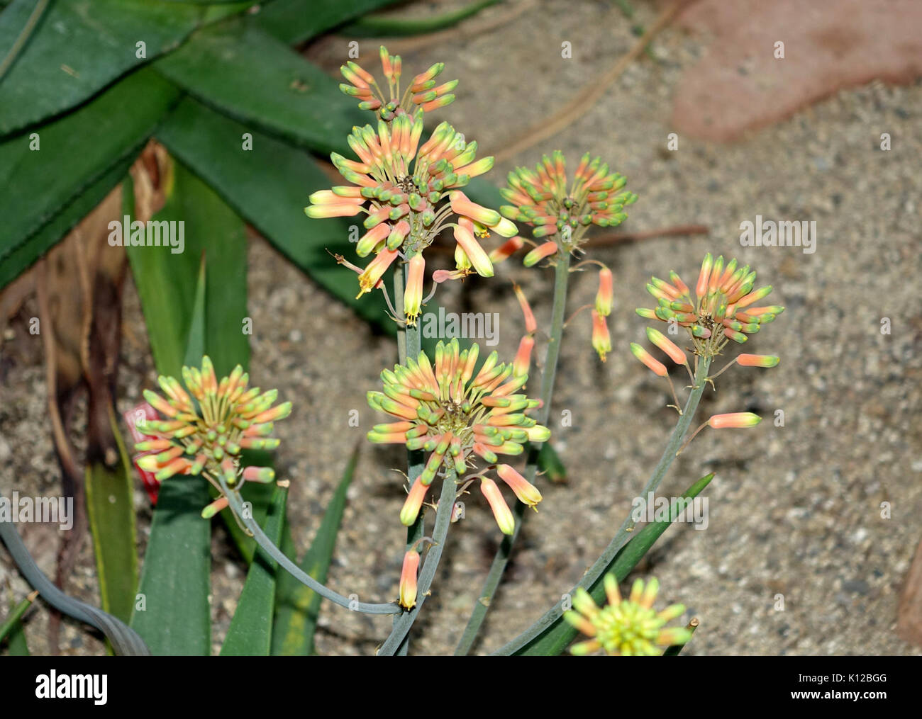 Aloe scobinifolia Botanischer Garten Heidelberg, Germany DSC01342 Stock ...