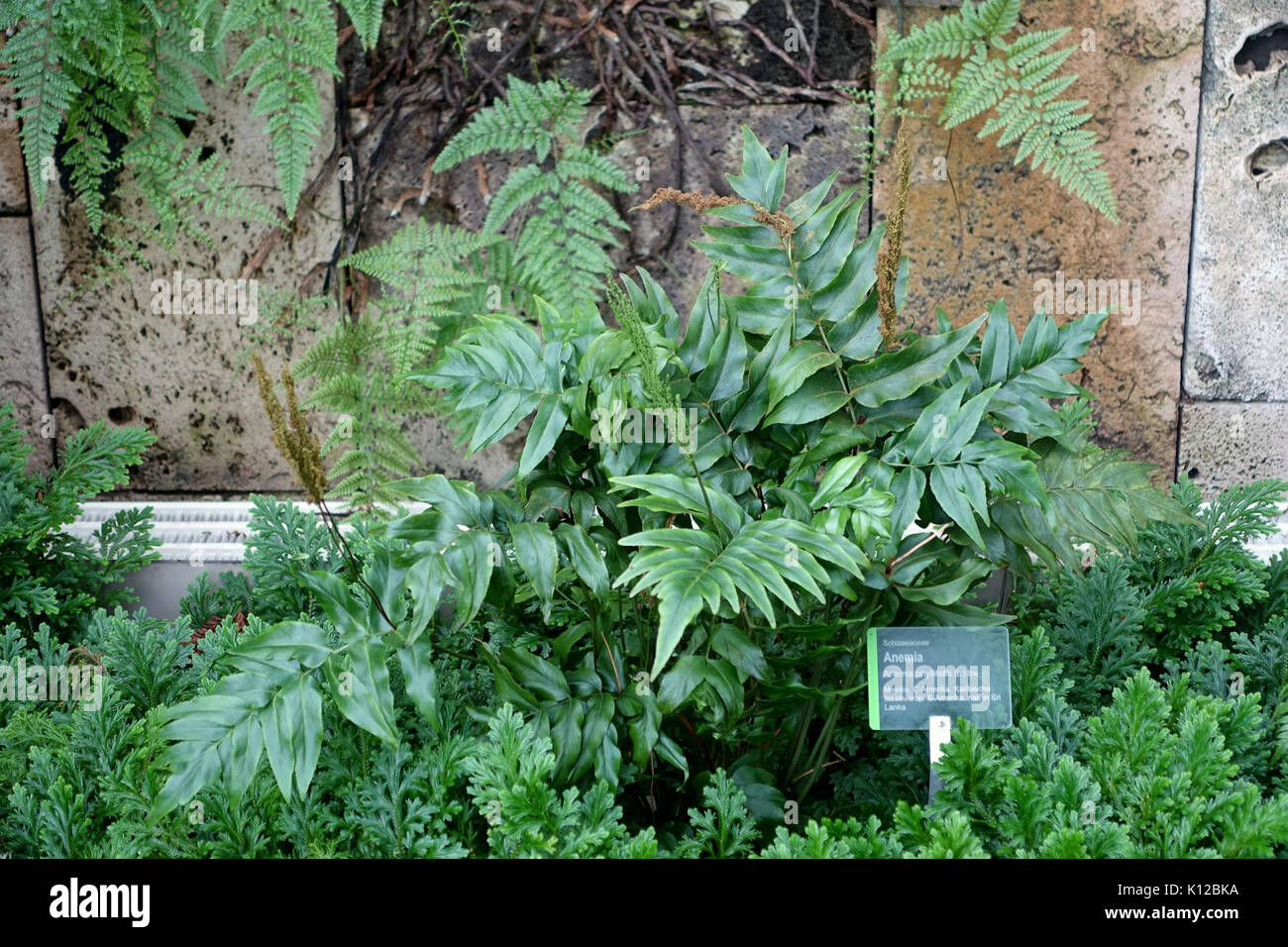 Anemia phyllitidis Wilhelma Zoo Stuttgart, Germany DSC02006 Stock Photo ...