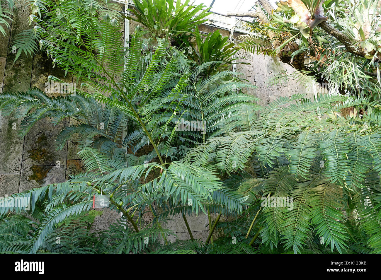 Angiopteris evecta Wilhelma Zoo Stuttgart, Germany DSC02029 Stock Photo ...