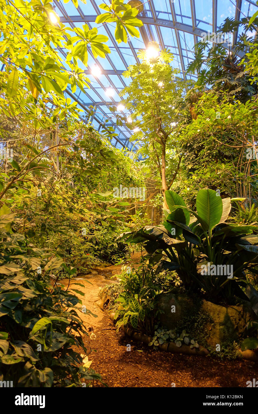 Amazon rainforest interior view hi-res stock photography and images - Alamy