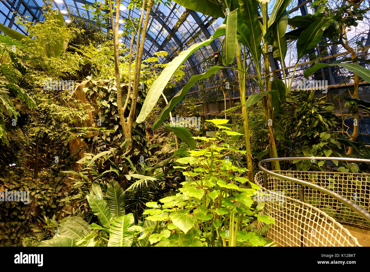Amazon rainforest interior view hi-res stock photography and images - Alamy