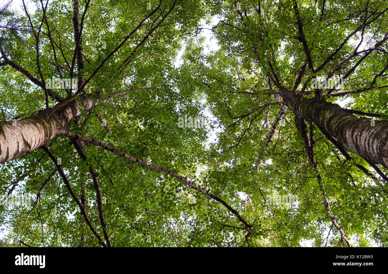 tree crowns in the summer forest. nature, background Stock Photo - Alamy