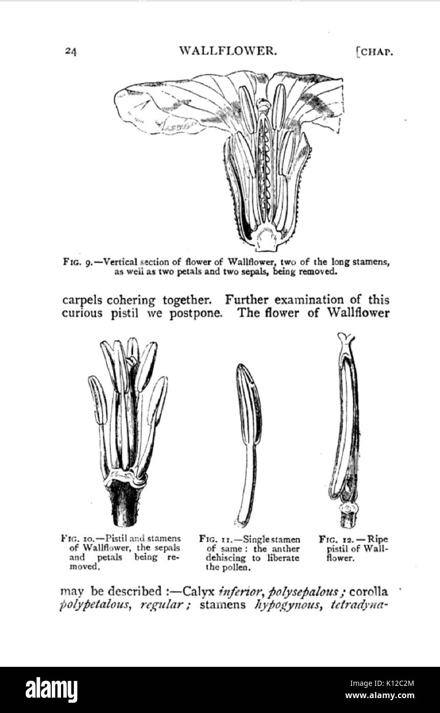 Anne Henslow Barnard drawing of wallflower Stock Photo - Alamy