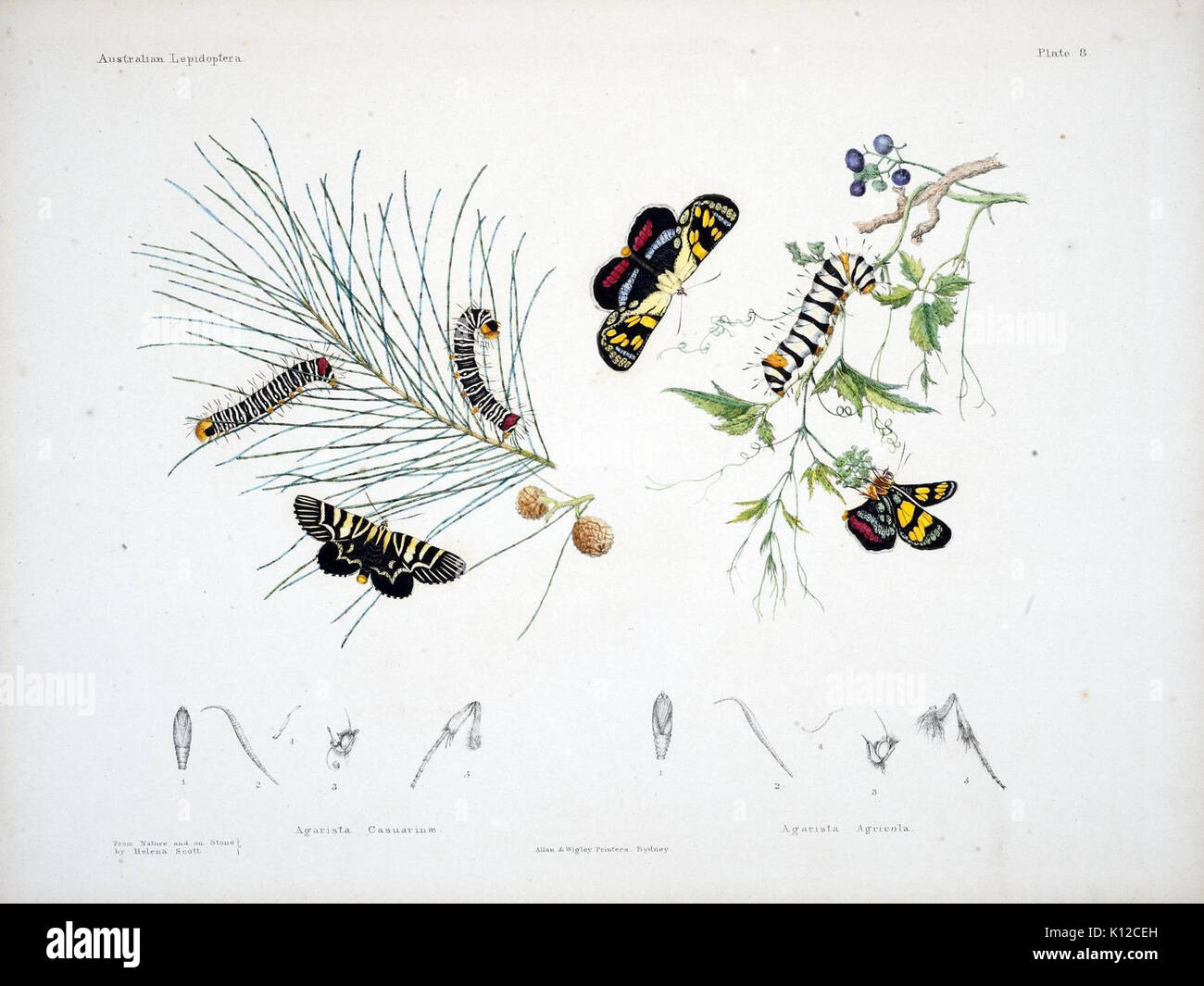 Australian lepidoptera transformations hi-res stock photography and ...