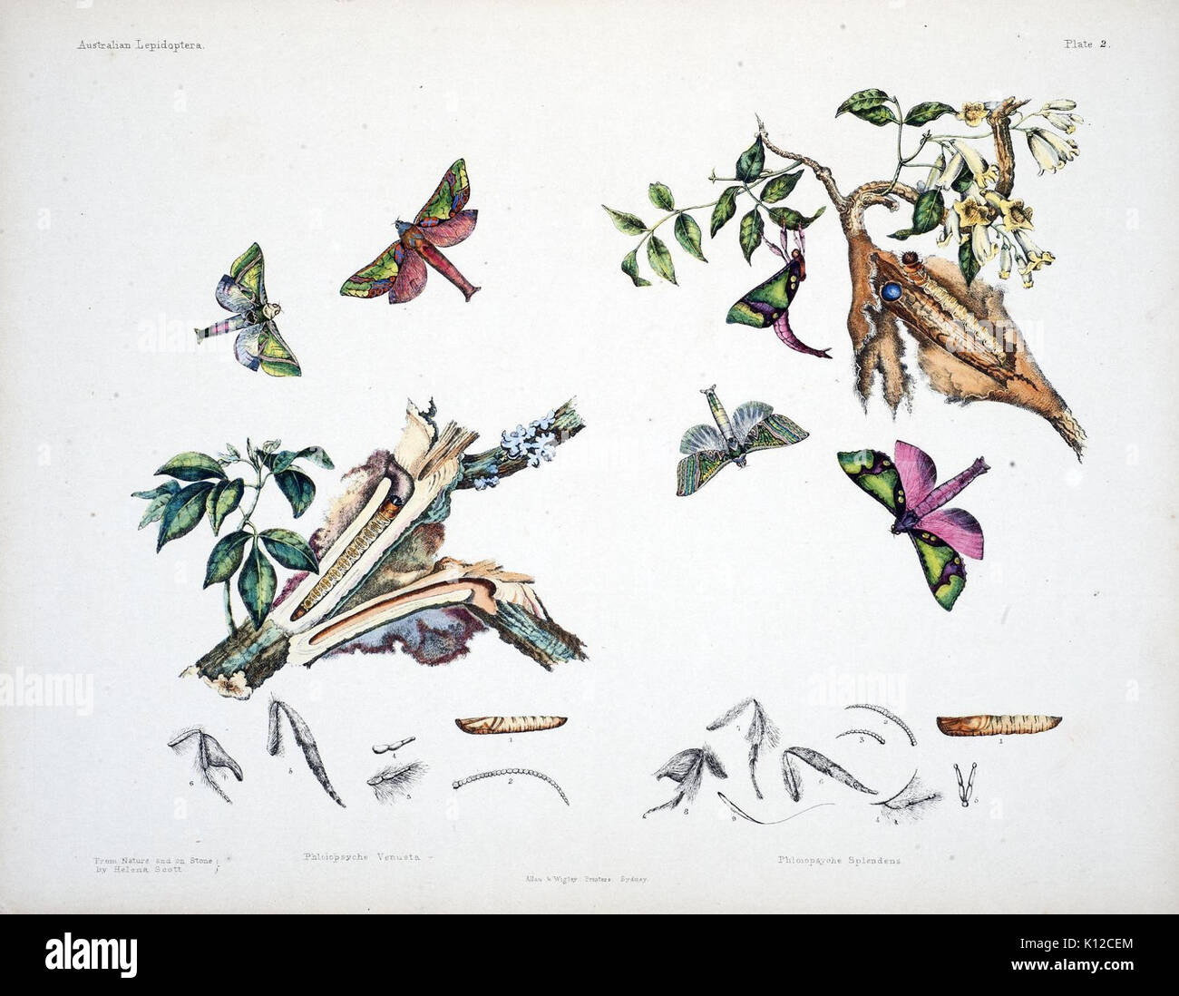 Transformations drawn hi-res stock photography and images - Alamy