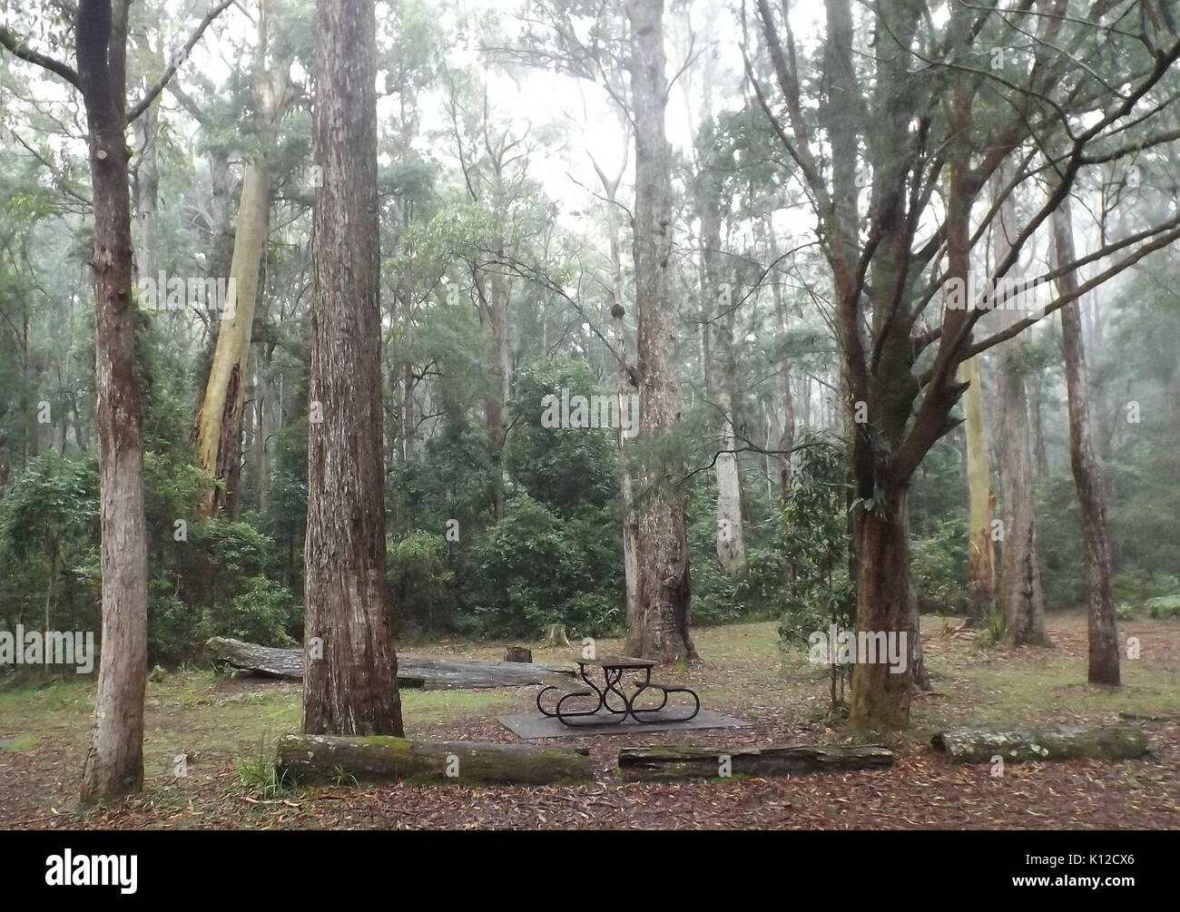 Apple Tree Park, Springbrook, Queensland Stock Photo - Alamy