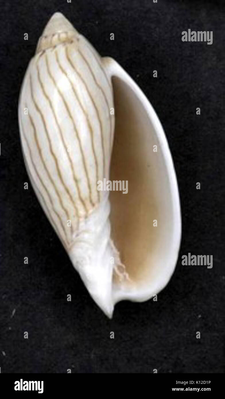 Amoria jamrachii 001 Stock Photo - Alamy