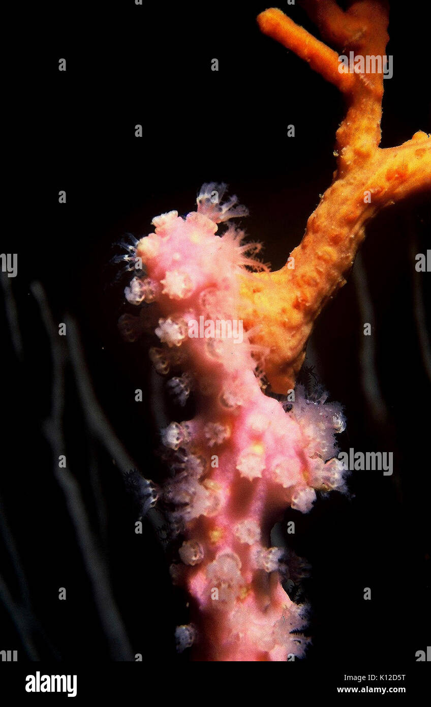 Alcyonium hi-res stock photography and images - Alamy