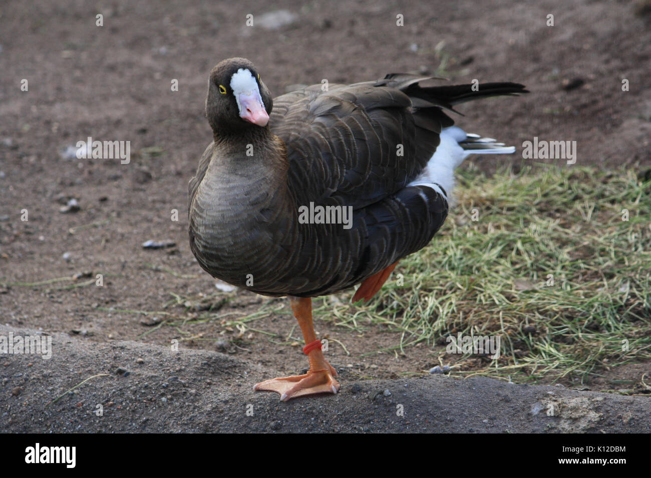 Anser erythropus (standing on one leg Stock Photo - Alamy