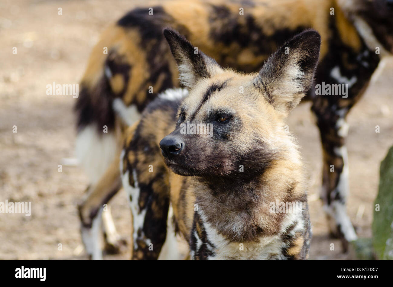 A photograph of the African wild dog, a species native to sub-Saharan ...