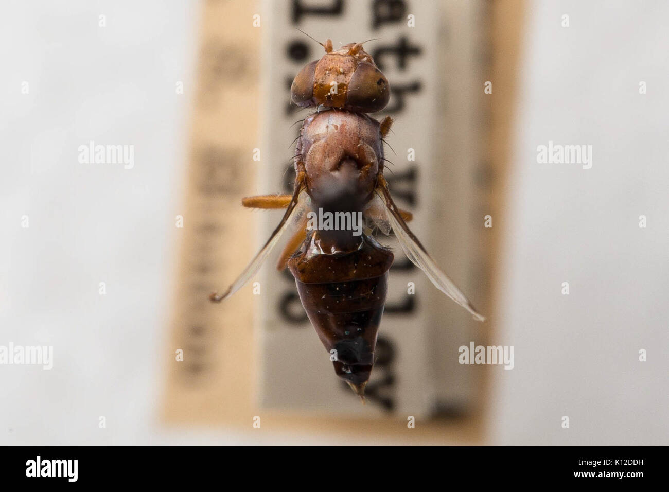 Acrosticta compta, dorsal Stock Photo - Alamy