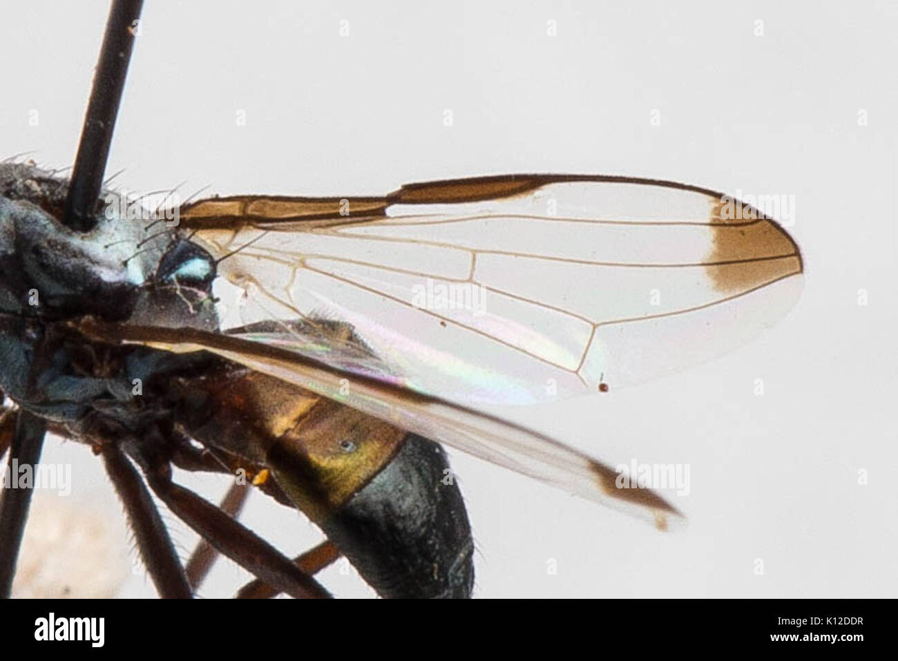 Acrosticta dichroa, wing Stock Photo - Alamy