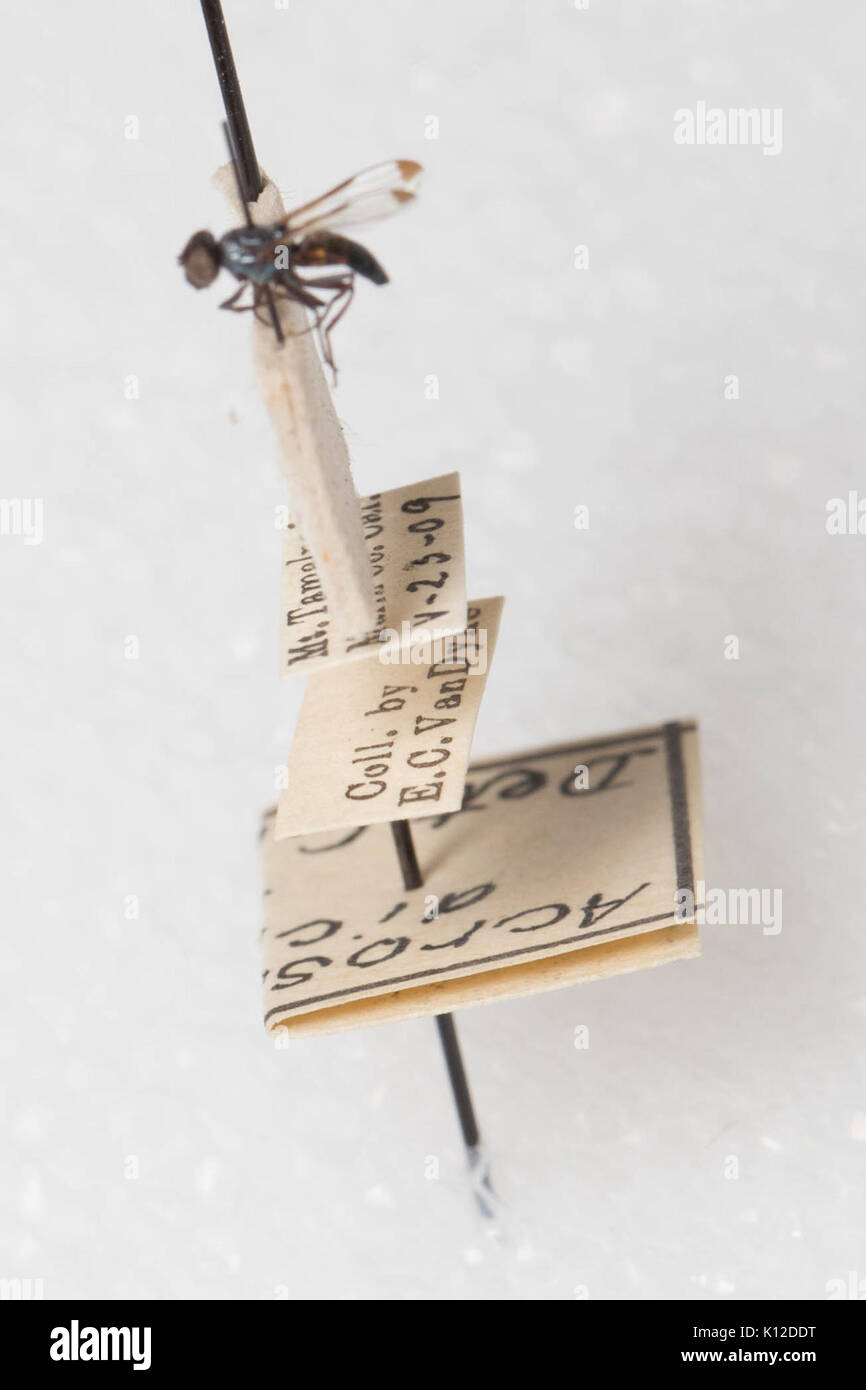 Acrosticta dichroa, labels Stock Photo - Alamy