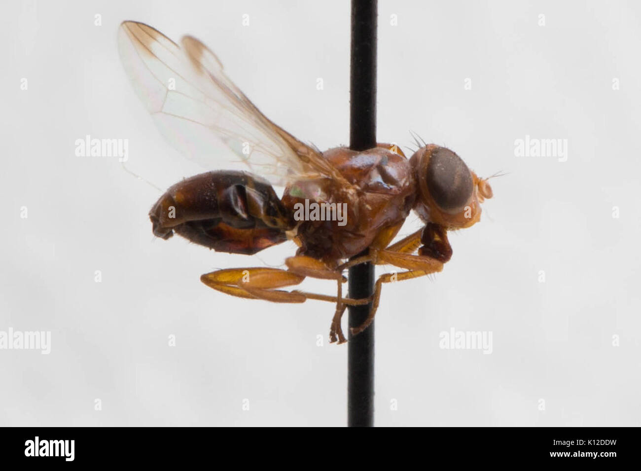 Acrosticta rubida, side Stock Photo - Alamy