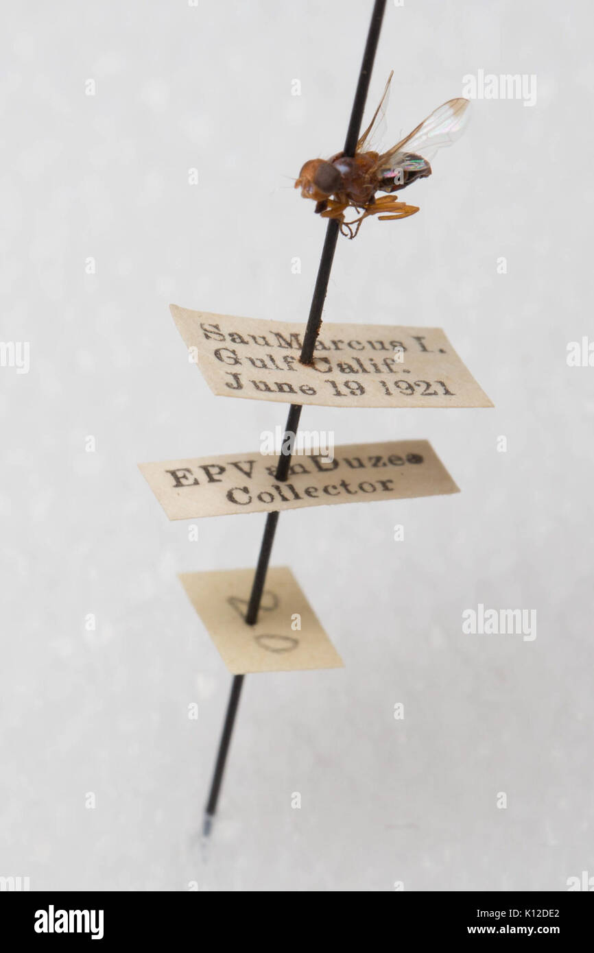 Acrosticta rubida, labels Stock Photo - Alamy