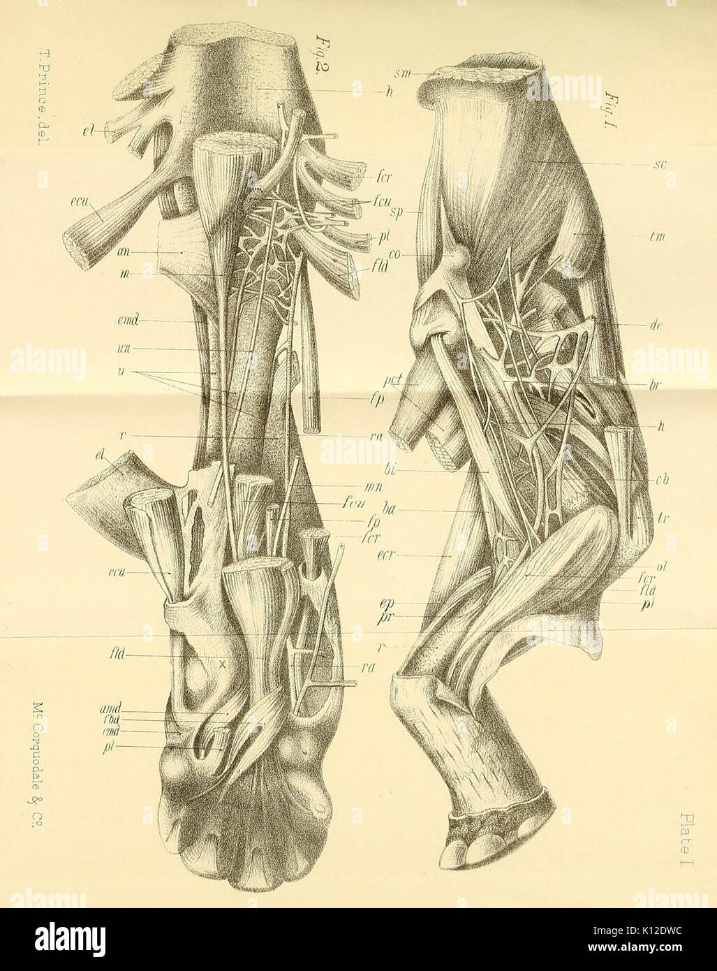 Anatomy of the Indian elephant (Plate I) BHL33085231 Stock Photo - Alamy