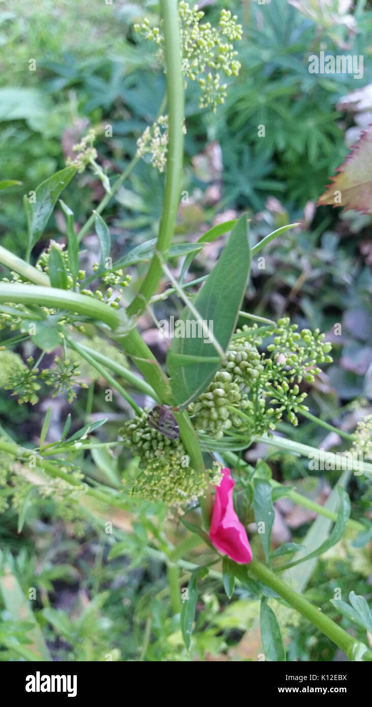 Adult Common Garden Katydid (Caedicia simplex Stock Photo - Alamy
