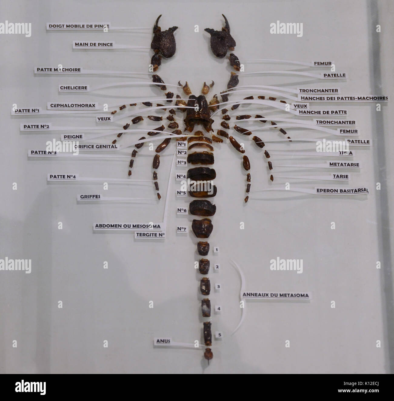 Anatomie du scorpion Pandinus imperator 07042016 Stock Photo - Alamy