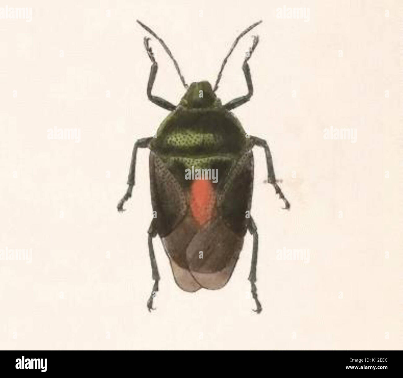 Perillus hi-res stock photography and images - Alamy