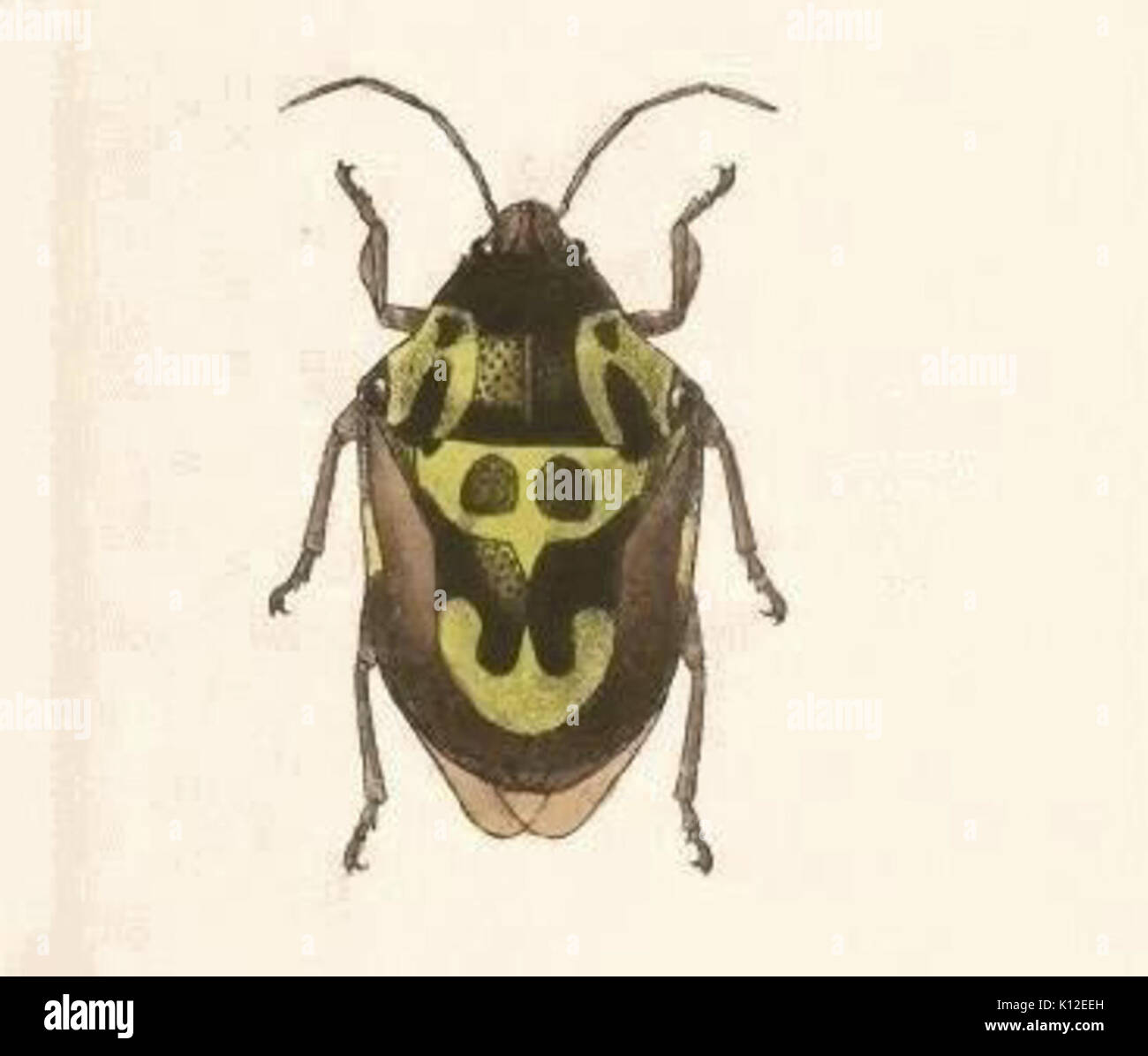 Biologia Centrali Americana Stiretrus anchorago Stock Photo - Alamy
