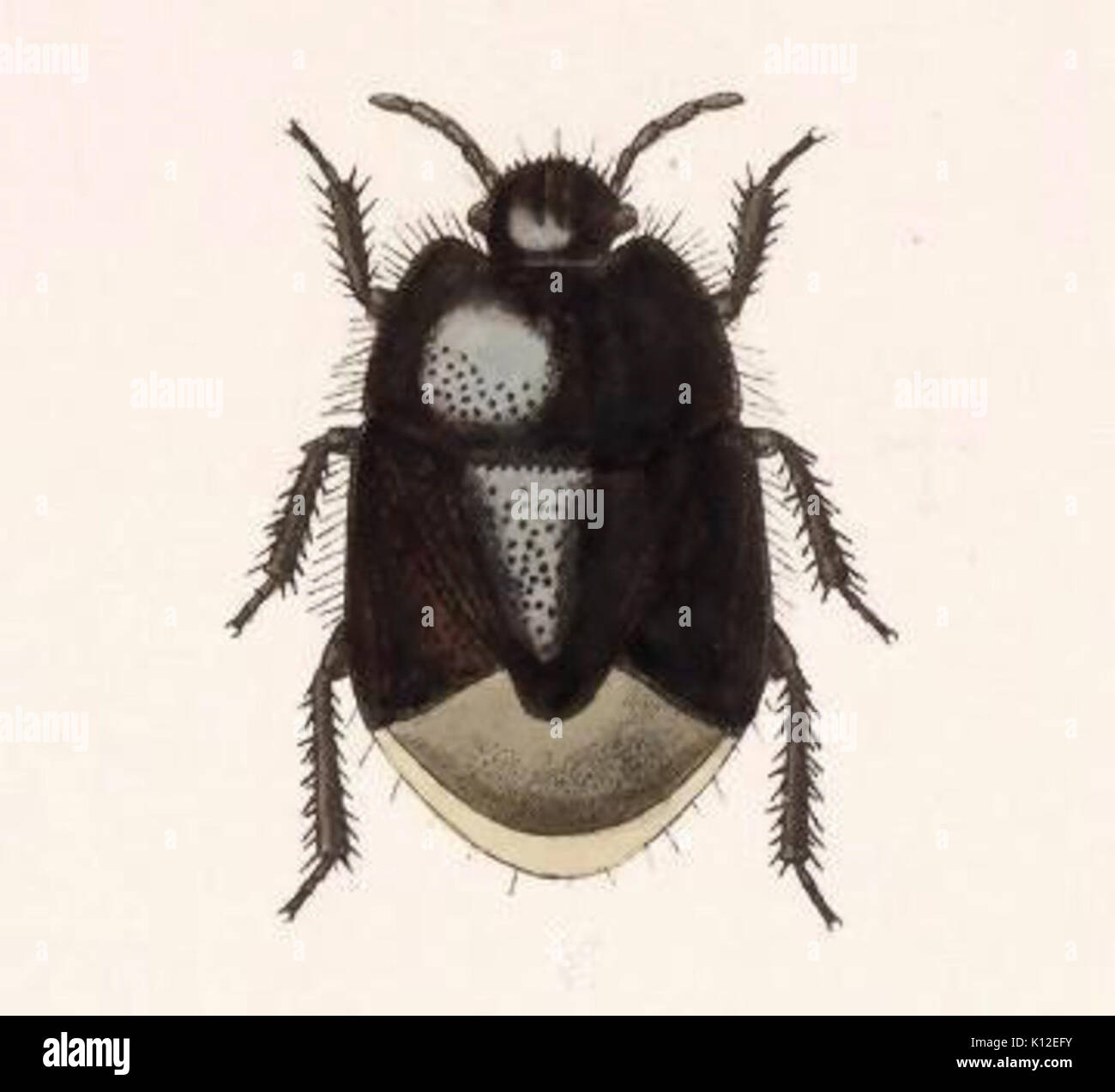 Microporus hi-res stock photography and images - Alamy