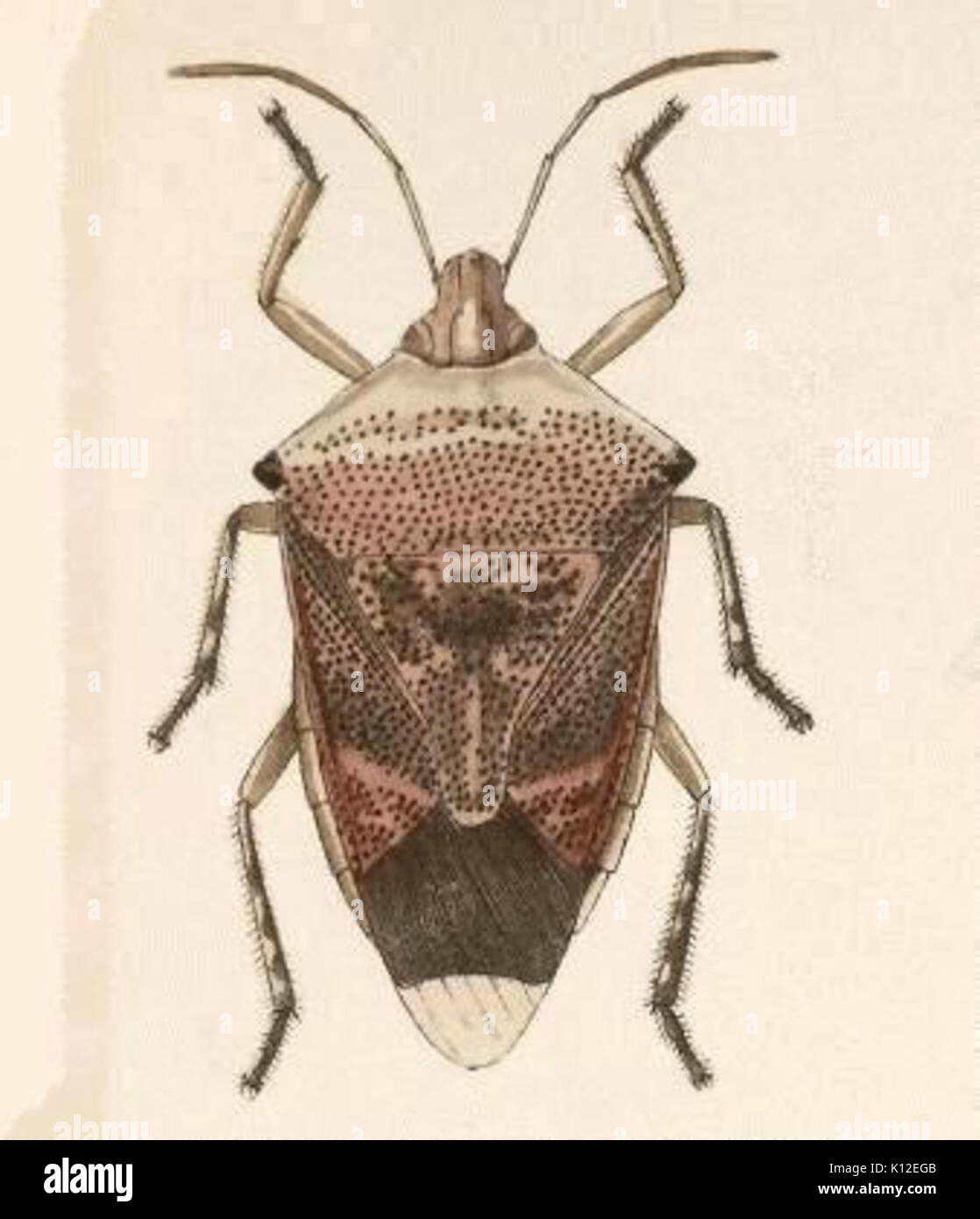 Iole hi-res stock photography and images - Alamy