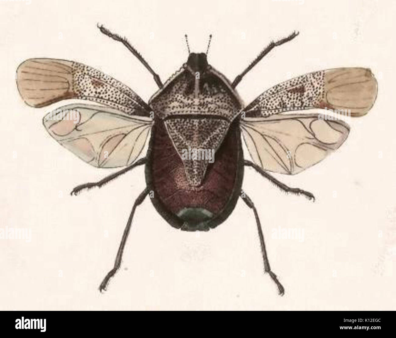 Biologia Centrali Americana Podisus marginiventris Stock Photo - Alamy