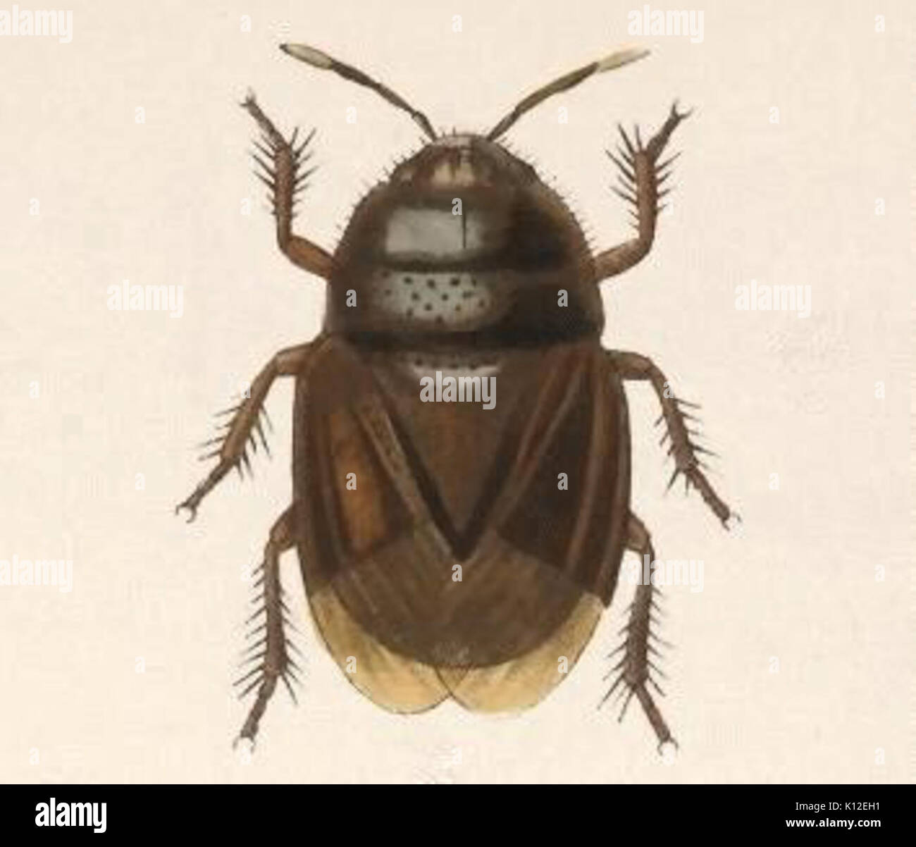 Nitidulus hi-res stock photography and images - Alamy