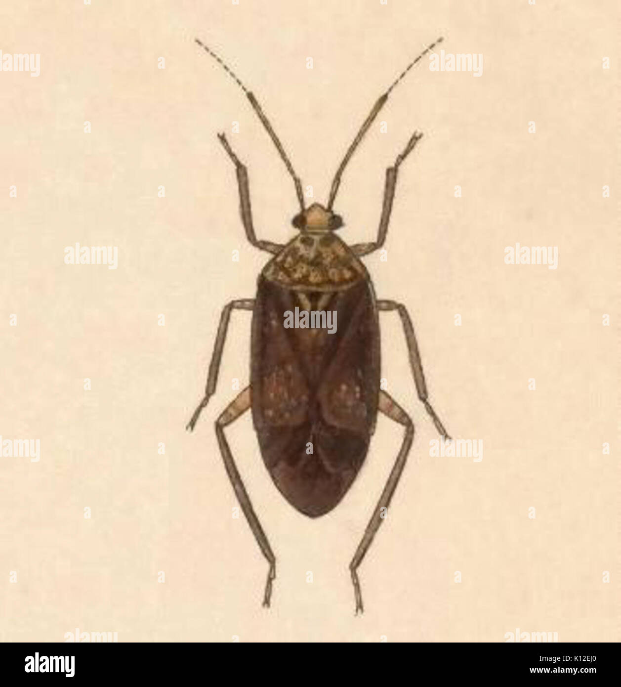 Biologia Centrali Americana Calocorisca chontalensis Stock Photo - Alamy