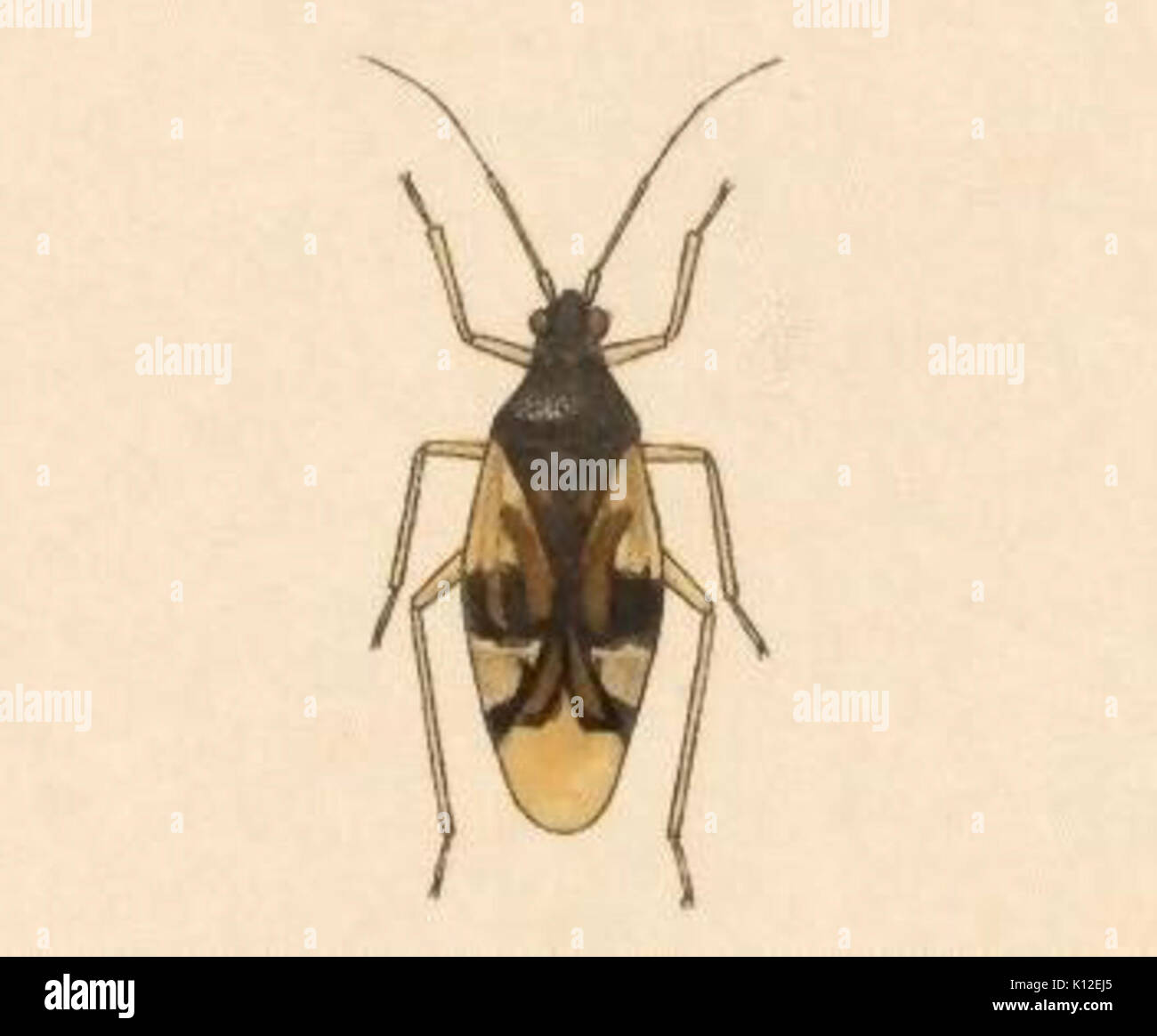 Impavidus hi-res stock photography and images - Alamy